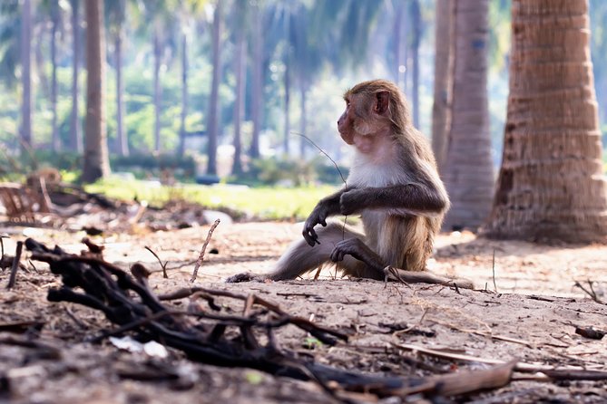 Full-day Can Gio Eco Escape And Wildlife Discovery - Practical Details and Considerations