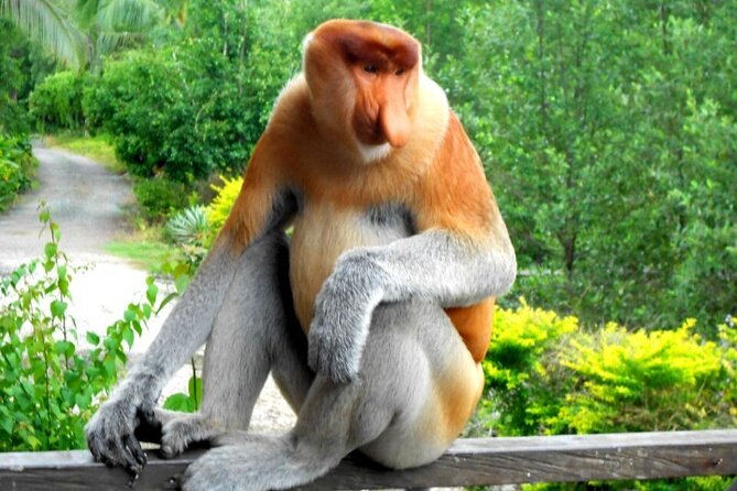 Full Day Orang Utan Sepilok, Proboscis Monkey, Sunbear, RDC - Detailed Review of the Tour Experience