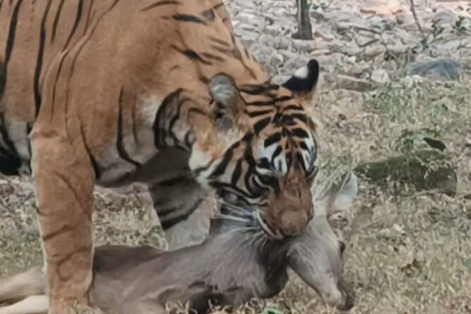 Full-Day Trip to Ranthambore National Park from Jaipur - What’s Included and What’s Not