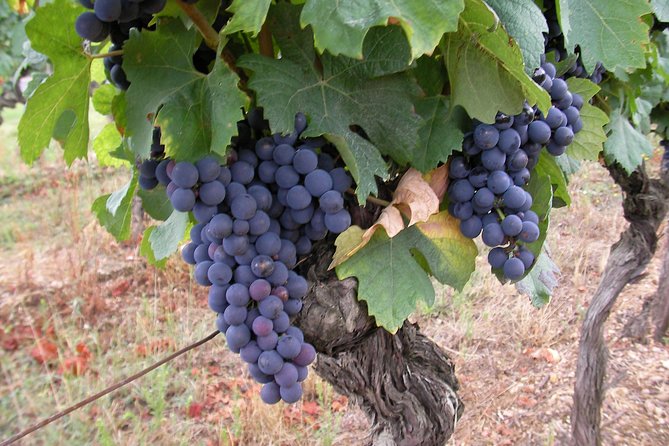 Gaillac Wine Half Day Tour from Toulouse - Who Should Consider This Tour?