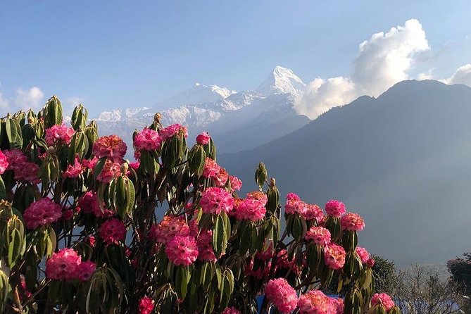 Ghorepani Poon Hill Trek - The Itinerary: Breaking It Down