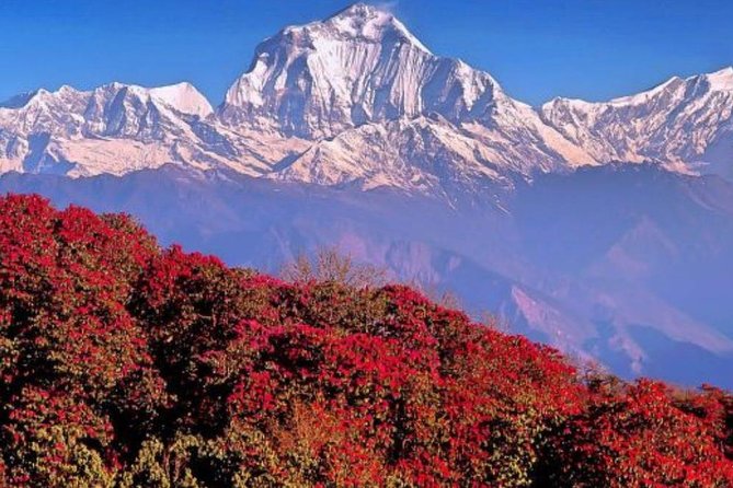 Ghorepani Poonhill Trek -8 Days - Kathmandu’s Highlights & Day Tours