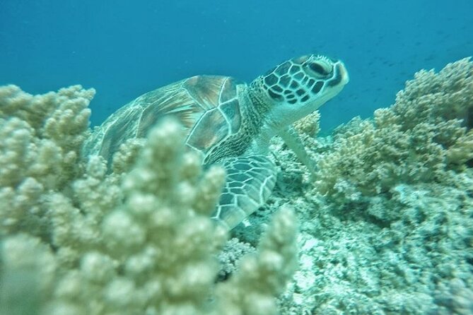 Gili island Snorkeling Half Day Trip departure from Gili Trawangan - Who Will Love This Experience?