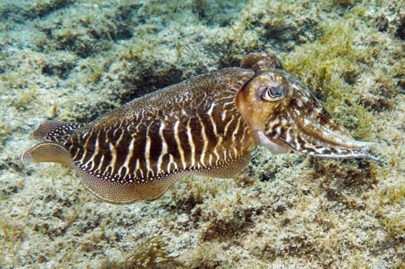 Gran Canaria: Scuba Diving for Beginners - In-Depth Breakdown of the Itinerary