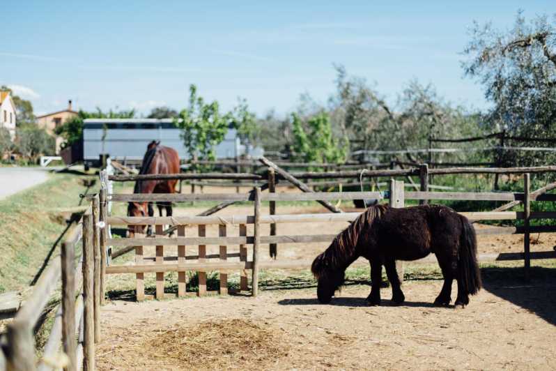 Grosseto: visit the family farm with tasting of local food - What the Tour Looks Like: A Step-by-Step Breakdown