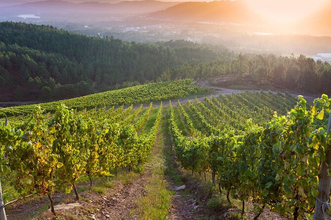 Guided Winery tour and Wine tasting in Pontevedra - The Itinerary Breakdown and What to Expect