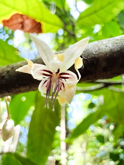 Haiku: Waterfall, Rainforest, and Handcrafted Chocolate Tour - What Makes This Tour Special