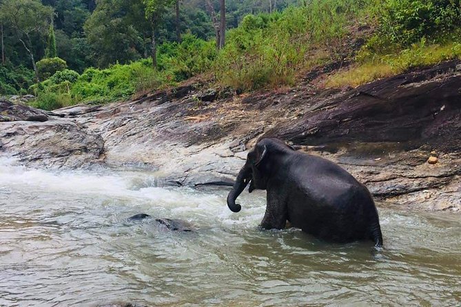 Half day Elephants in Nature Experience (Morning) - Practical Tips and Final Thoughts