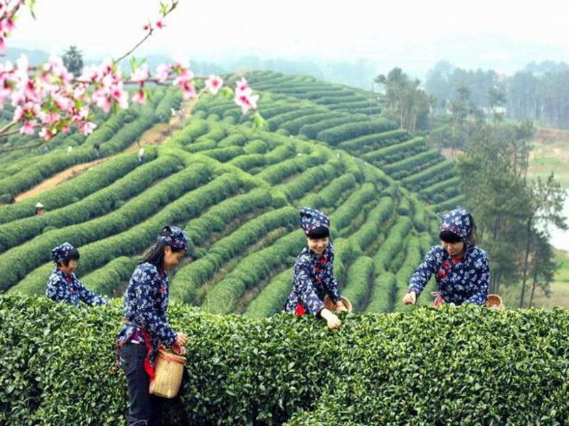 Hangzhou Private One Day Trip from Shanghai by Bullet Train - What Makes This Tour Stand Out