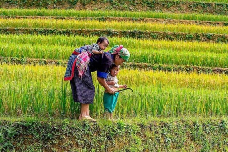 Hanoi: 2-Day Sa Pa Guided Village & Homestay Trekking Tour - What to Expect: Day-by-Day Breakdown