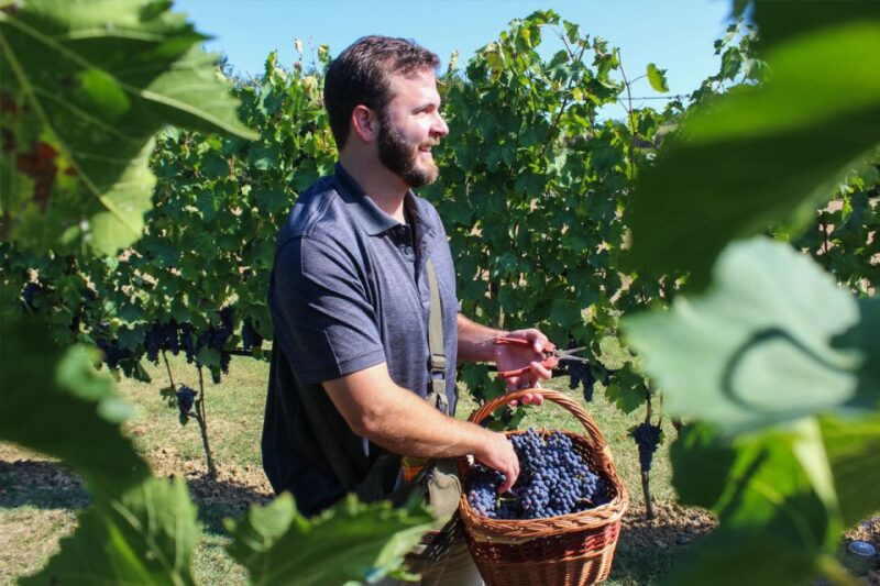 Harvest, Stomping & Tours - Discovering Tuscany’s Harvest Experience