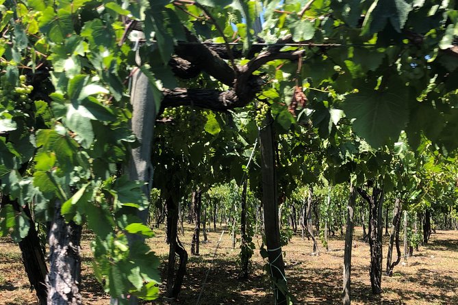 Have a cooking lesson with a local chef at the base of Mt. Vesuvius vineyard - Is It Worth the Price? Evaluating Value and Experience