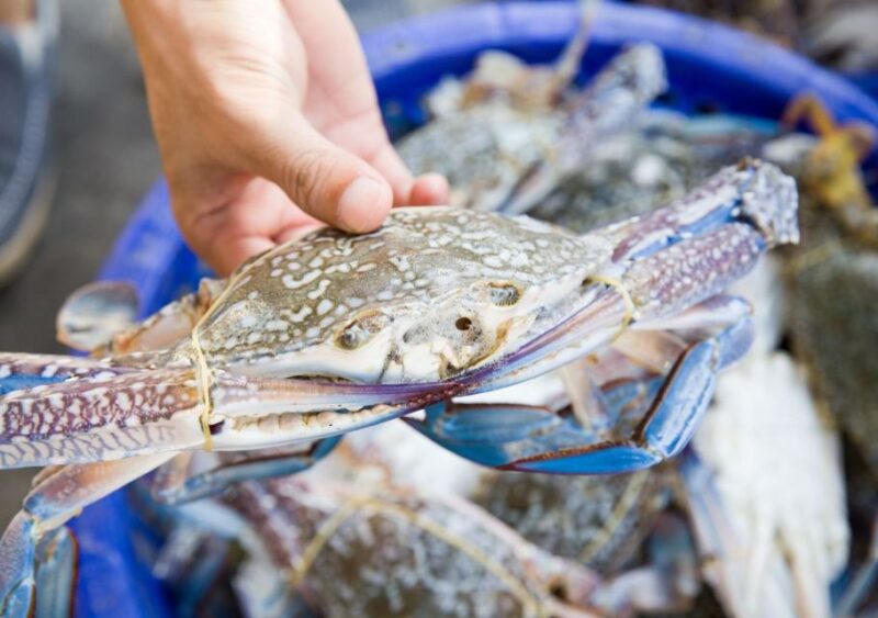Hilton Head Island: Crabbing Expedition Boat Tour - The Experience Provider: Vagabond Cruise Hilton Head