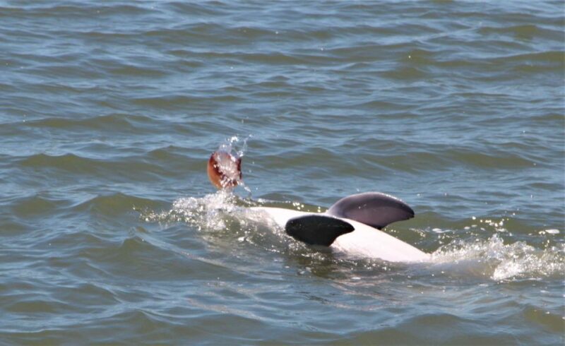 Hilton Head Island: Private Dolphin Watching Boat Tour - The Itinerary Breakdown