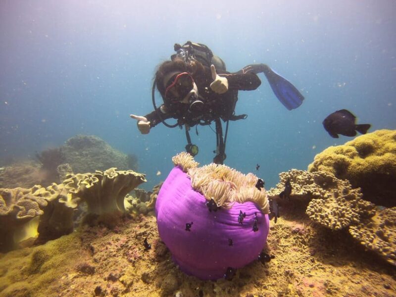 Hoi An: Cham Island Discover Scuba Dive for Beginner 1-Day - The Scenic Boat Ride and Marine Park Visit