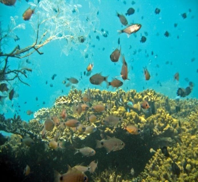 Hoi An/Da Nang: Cham Island Daily Tour with Snorkeling - Practical Details and What to Expect