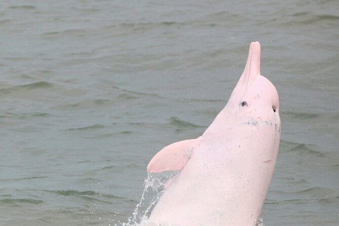 Hong Kong Dolphin Watch Tour - Return Journey and Cultural Highlights