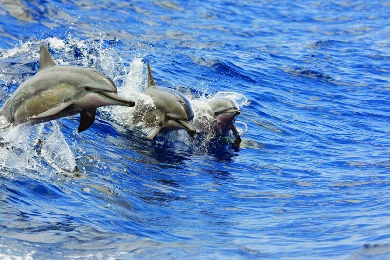 Honokohau: Kona Snorkel and Sail with Drinks and Snacks - An In-Depth Look at the Kona Snorkel & Sail Tour