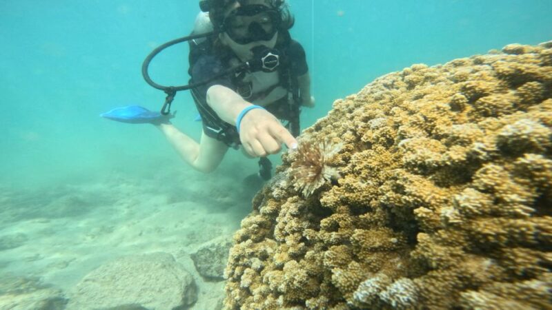 Honolulu: Beginner Scuba Diving Tour With Free Videos - What Makes This Tour Stand Out