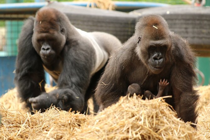 Howletts Day Ticket - Final Thoughts: Who Is Howletts Best For?