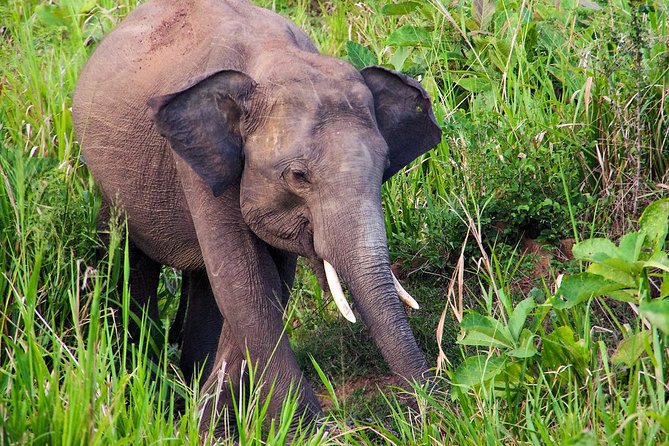 Hurulu Eco Park Private Safari - The Itinerary: What You Can Expect