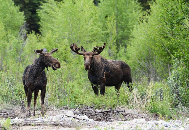 Jackson Hole: Snake River Scenic Float Tour with Chairs - The Experience and Guides