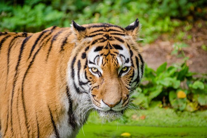 Jaipur Ranthambore Same Day Tour (Ask us on Email before booking) - What You Can Expect from the Itinerary