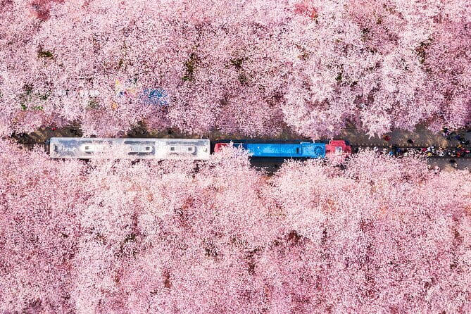 Jinhae Cherry Blossom-Yeojwacheon & Gyeonghwa St. Tour from Seoul - What’s Included and What’s Not