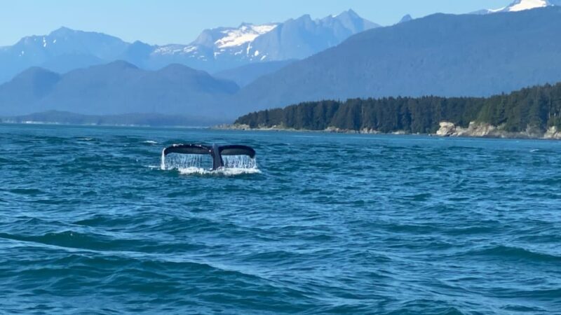 Juneau: Mendenhall Glacier and Whale Watching Tour - What Makes This Tour Stand Out?