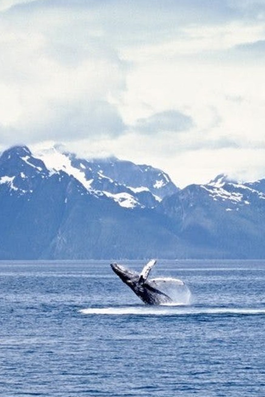 Juneau: Whale Watching and Mendenhall Glacier Day Trip - Detailed Breakdown of the Itinerary