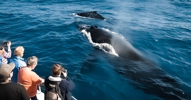 Kalaoa: Big Island & Kona Midday Whale Watching Tour - Itinerary Breakdown and What Makes Each Part Special