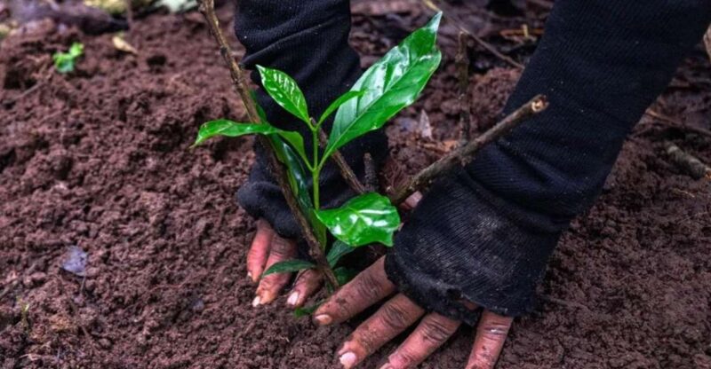 Kathmandu: Hike JamaChwok & Tree Planting for carbon neutral - The Tree Planting and Conservation Impact