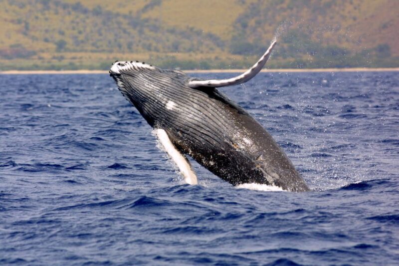 Kayak and Snorkel West Maui at Olowalu - The Itinerary in Detail