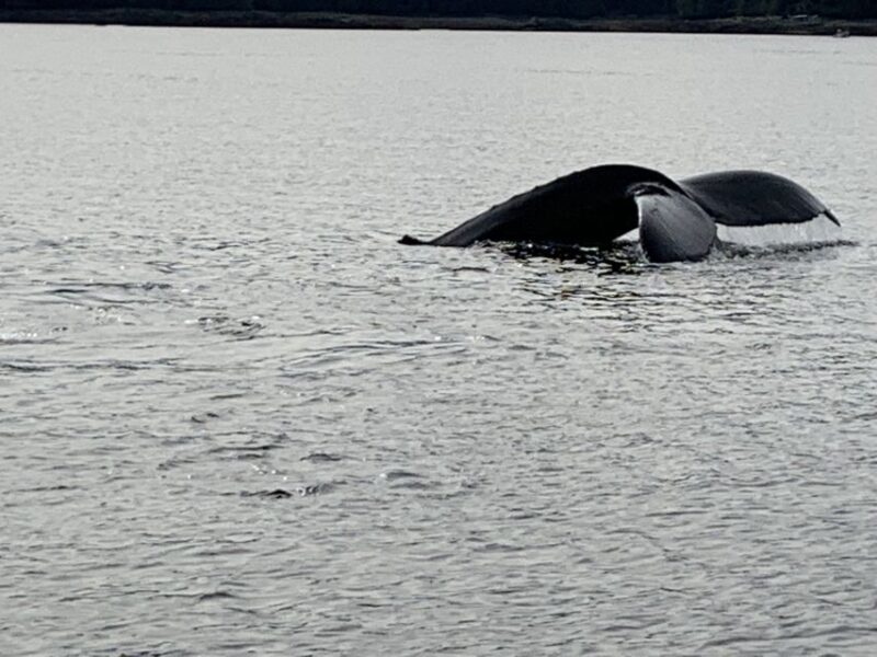 Ketchikan: Marine Wildlife and Whale Watching Boat Tour - Breakdown of the Tour: From Dock to Return