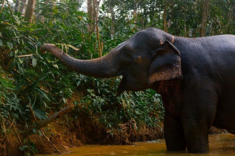 Khao Lak: All-Day Elephant Sanctuary Experience Small Groups - The Itinerary Breakdown