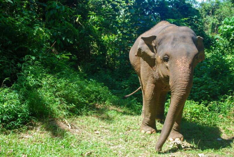 Khao Lak: Ethical Elephant Sanctuary Experience - Detailed Itinerary Breakdown