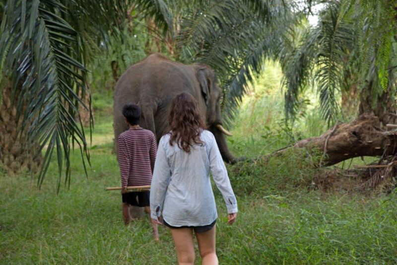Khao Lak: Unique Dusk Ethical Elephant Sanctuary Experience - Itinerary Breakdown: What to Expect
