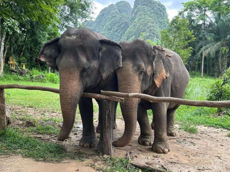 Khao Sok: Ethical Elephant Experience & Nature Walk - Why This Tour Is Worth Considering