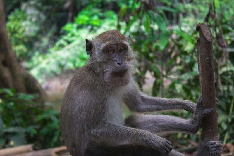 Khao Sok: Private Waterfalls and Wildlife Half-Day Trek - Authenticity and Real Experiences from Travelers