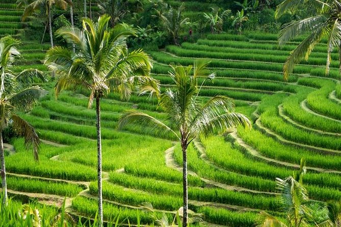 Kintamani Tours with Batur volcano - Why This Tour Holds Good Value