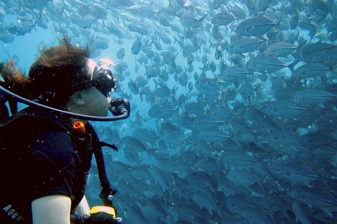 Koh Samui 2-Dive Trip to Sail Rock for certified divers - The Itinerary in Depth