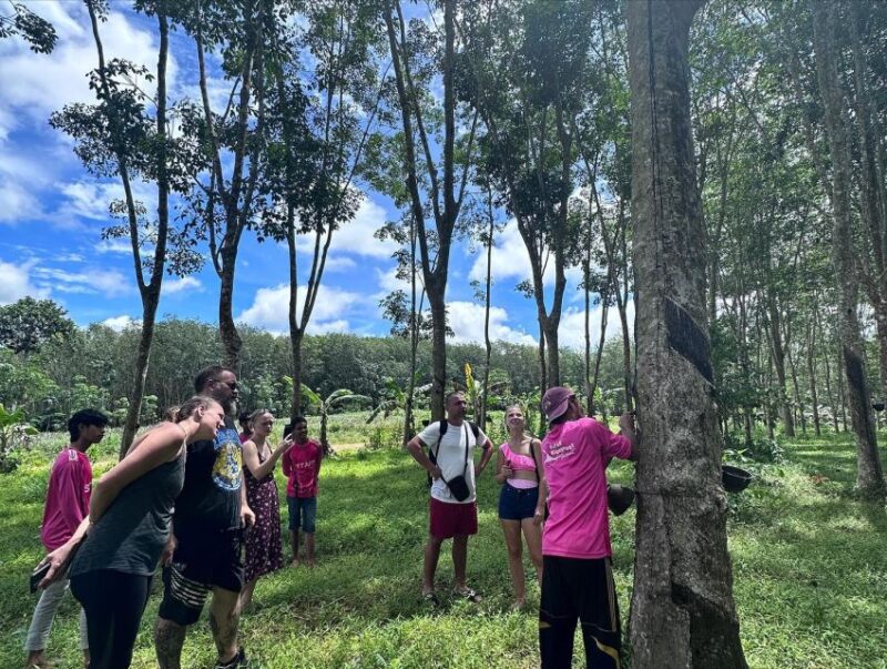 Krabi: Klong Root Kayaking Viewpoint,Fish Feeding and more - Additional Highlights: Pineapple Farm and Rubber Plantations