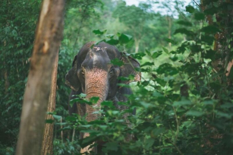 Krabi: Unique Dawn Ethical Elephant Sanctuary Experience - Who Would Love This Tour?