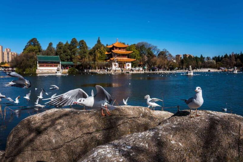 Kunming: 8-Day Yunnan Tour with Dali and Lijiang - A Deep Dive into the Yunnan Experience