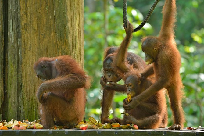Labuk Proboscis, Sepilok, Sun Bear, Sandakan City Tour & Lunch - Value for Money and Practical Tips