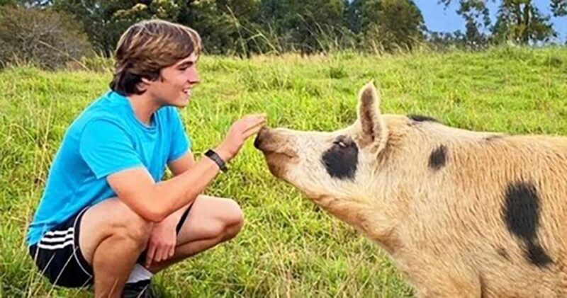 Laupahoehoe: Farm Animal Sanctuary Private Tour - Discovering the Sanctuary: What to Expect