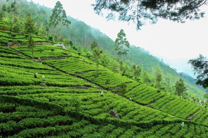Lipton's Seat and Tea Factory,Trail Amidst Tea Plantation Day Tour - Real Travelers’ Perspectives