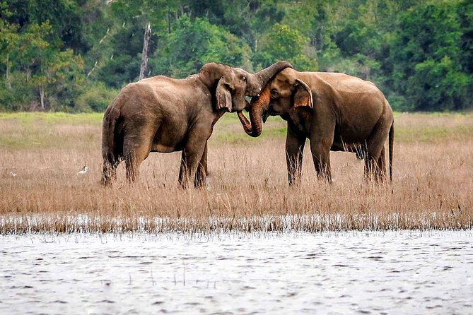 Maduru Oya National Park Private Safari with Naturalist - Final Thoughts on Value and Experience