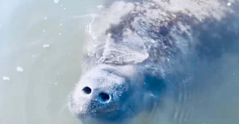 Manatee and Nature Tour of Ormond Beach - What the Tour Entails