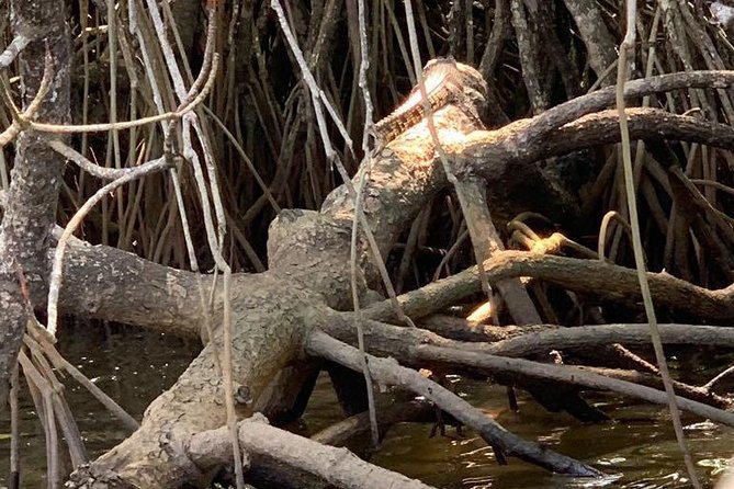 Mangrove Adventure - The Sum Up